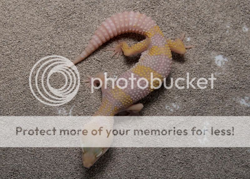 09 leo's | Reptile Forums