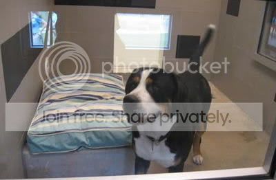 **BEST FRIENDS PET CARE KENNEL at DISNEY WORLD FAQ** | Disney World ...