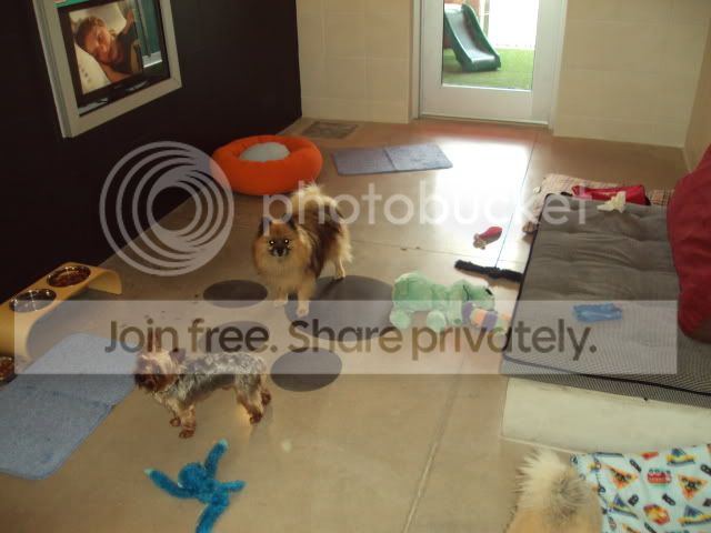 **BEST FRIENDS PET CARE KENNEL at DISNEY WORLD FAQ** | Disney World ...